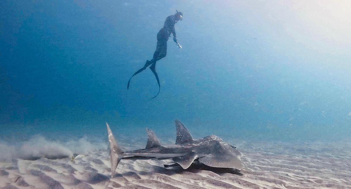 Australian Diver Encounters Rare Shark Ray Off Gold Coast