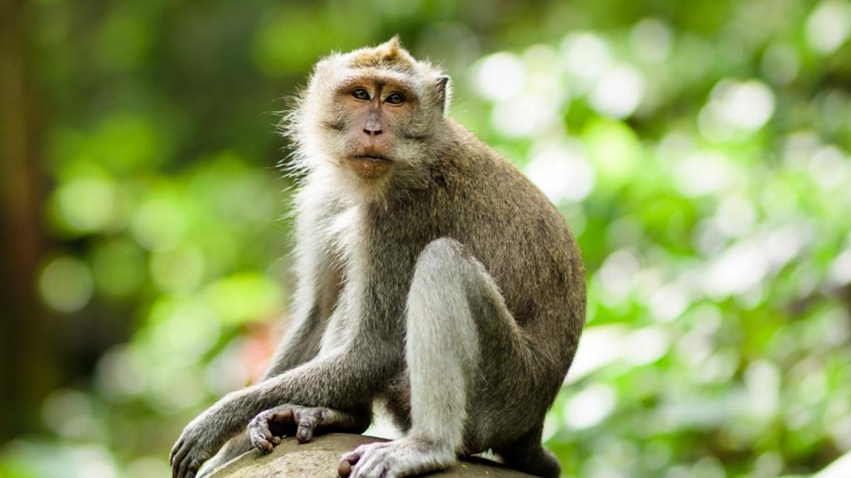 Urgent Warning: Rabies Cases Surge in Bali's Tourist Hotspots