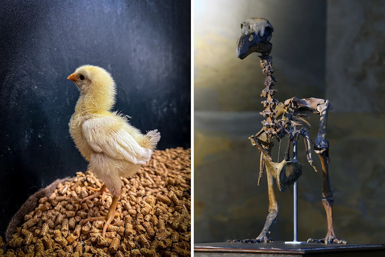 Colossal Biosciences Moves Closer to Resurrecting the Dodo