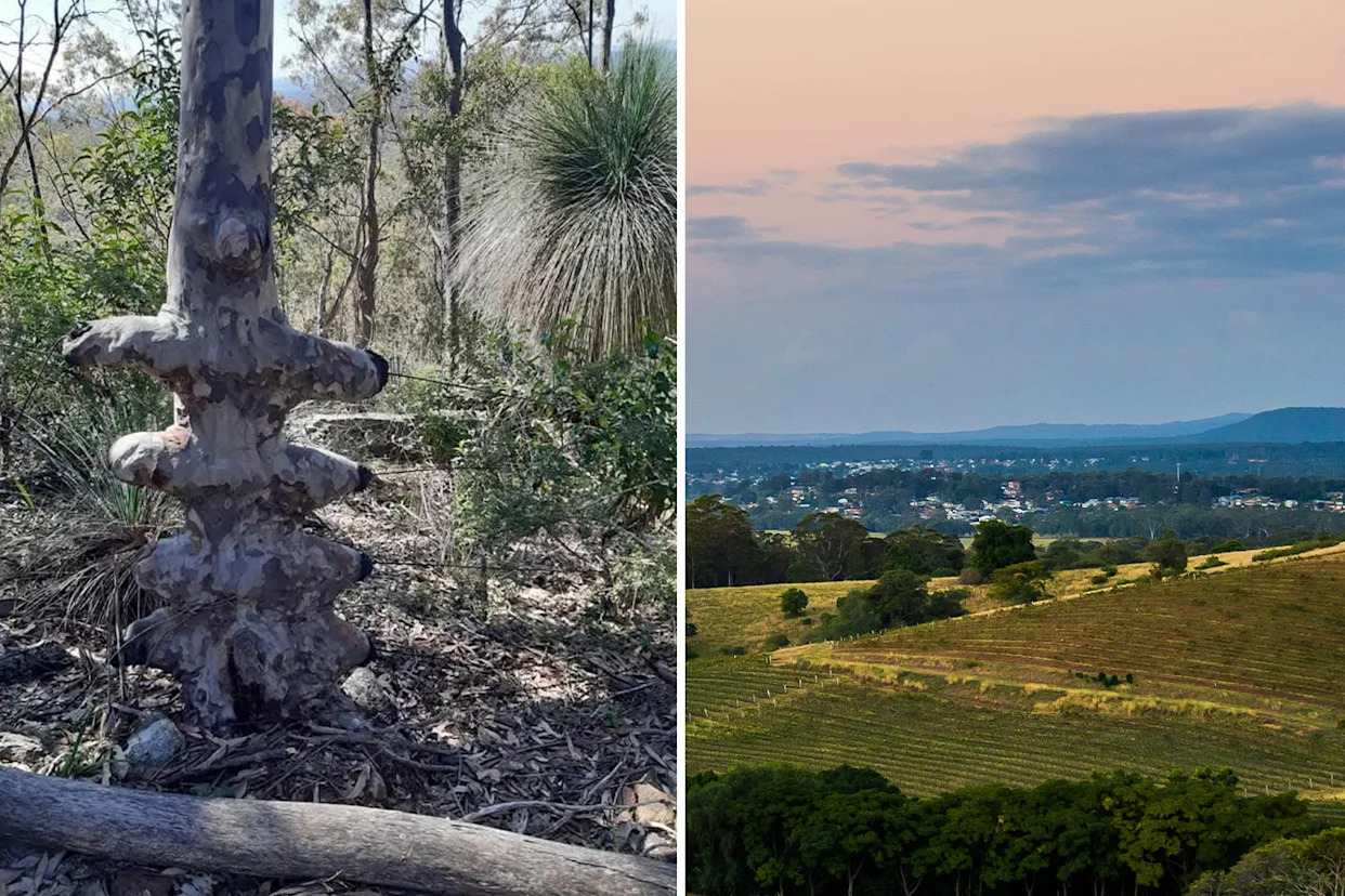 Stunning Gum Tree with Eight Limbs Captivates Aussies NOW