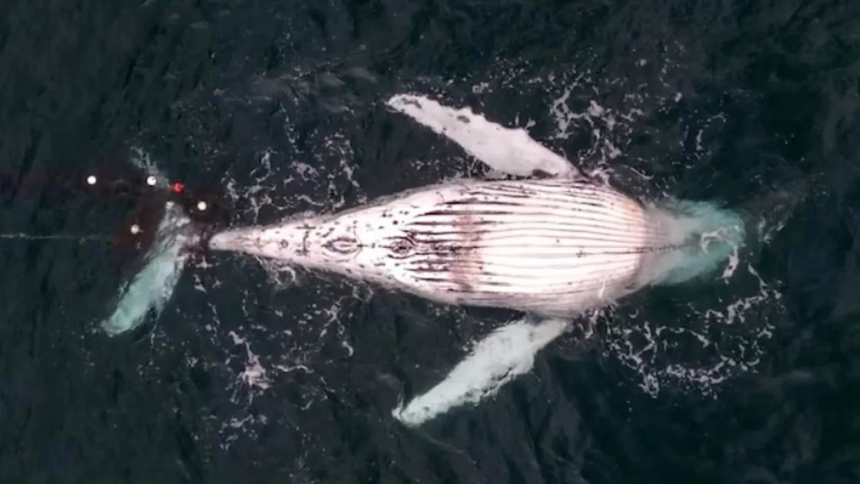 Humpback Whale Found Dead in Shark Net Off NSW Coast