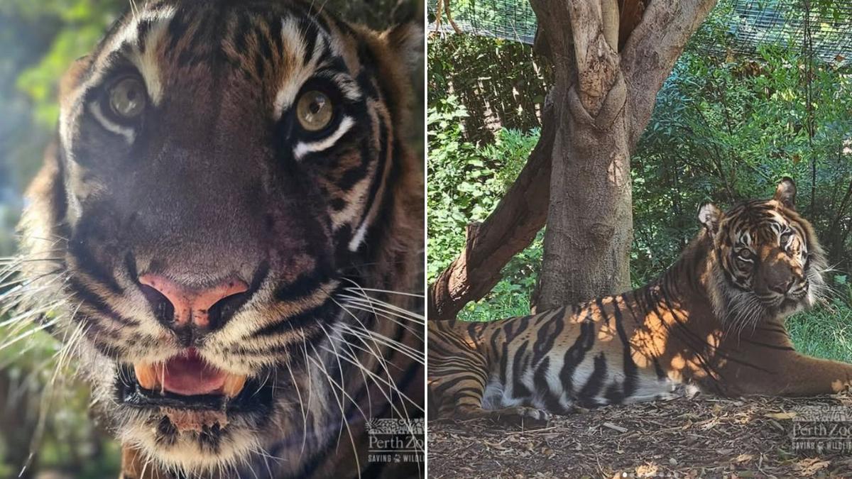 Perth Zoo Bids Farewell to Beloved Sumatran Tiger Jaya