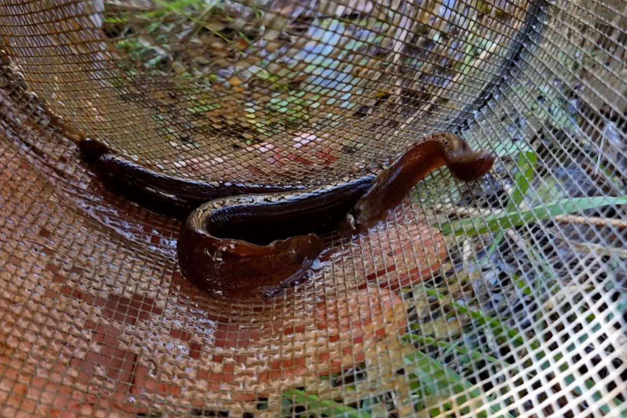 Rare Black Mudfish Rediscovered in New Zealand, Renewing Hope