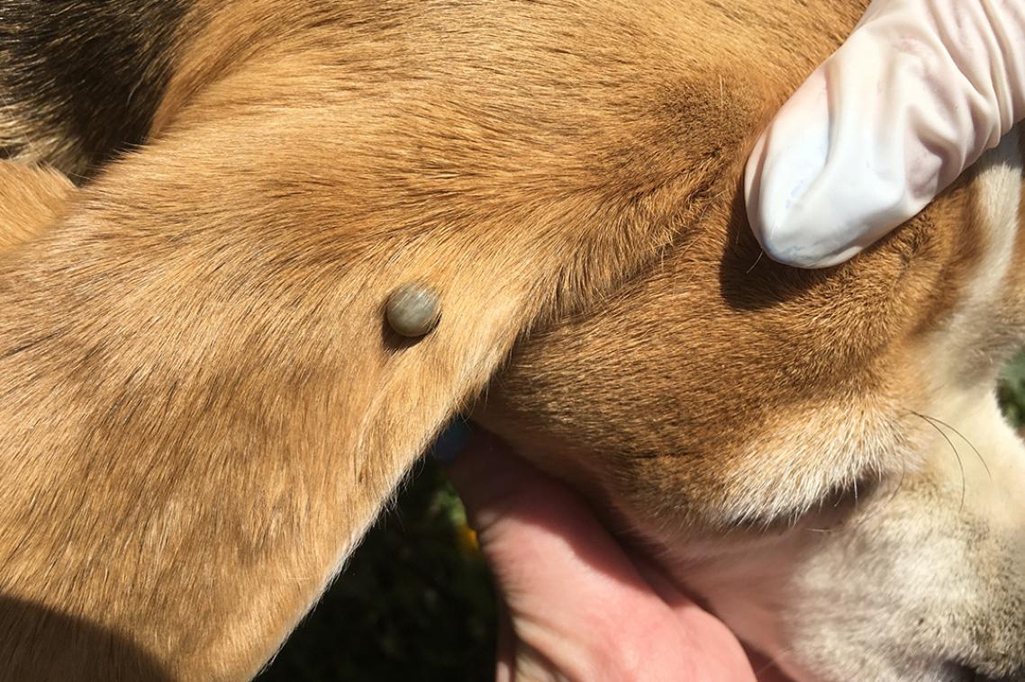 Research Highlights Critical Areas for Tick Checks on Pets