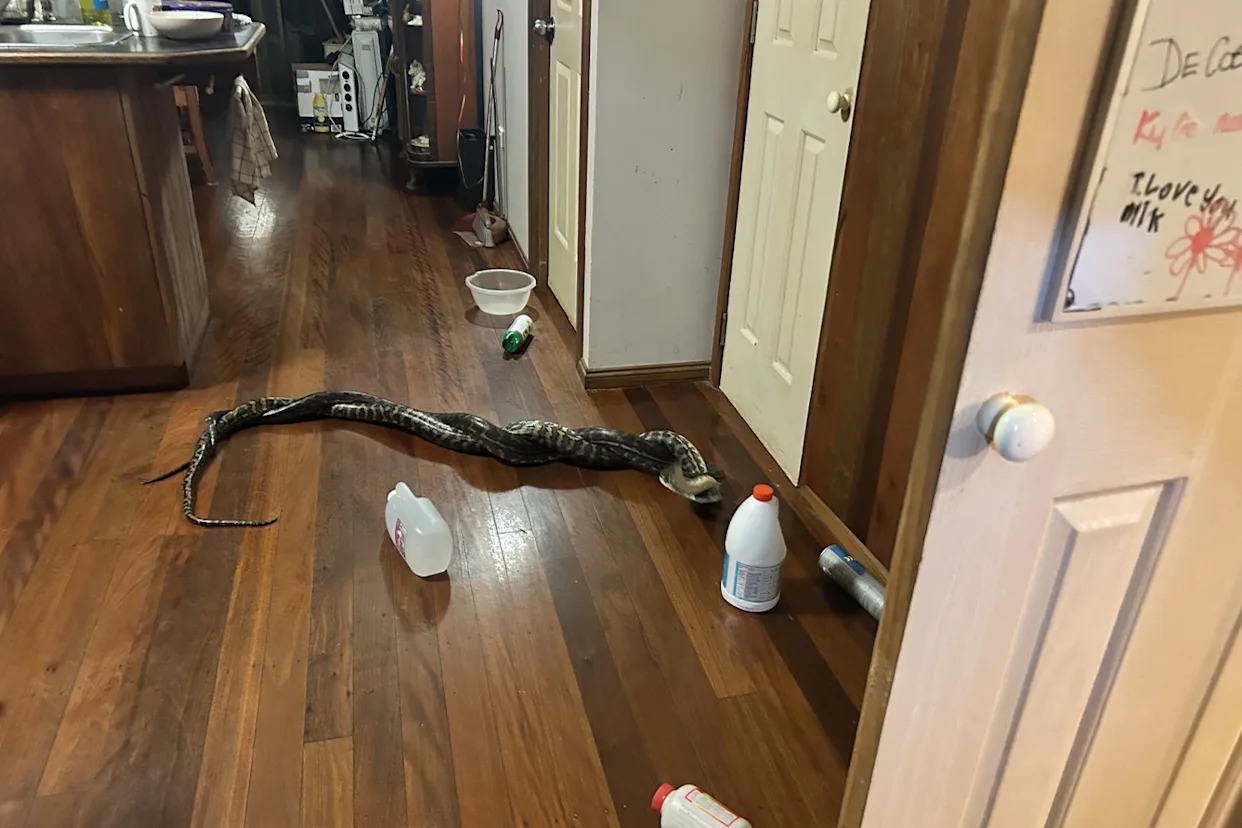 Urgent: Homeowner Wakes to 20kg Snakes Falling from Ceiling