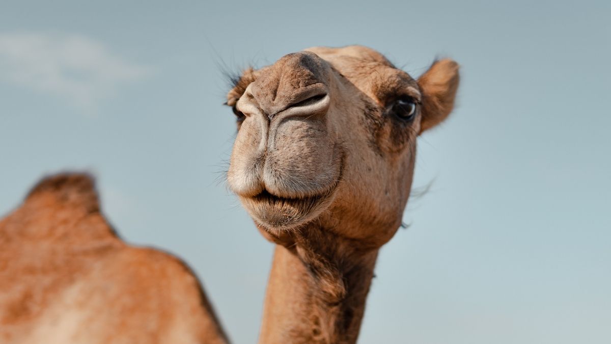 Camelid Proteins Show Promise in Fighting Alzheimer's Disease