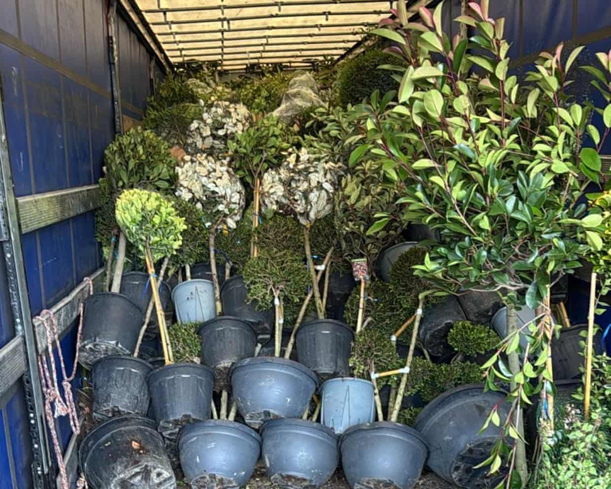 Plant Importers Warn of Rising Costs Amid Kent Border Delays