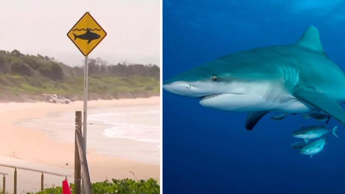 Shark Attack Leaves Swiss Couple in Critical Condition at NSW Beach
