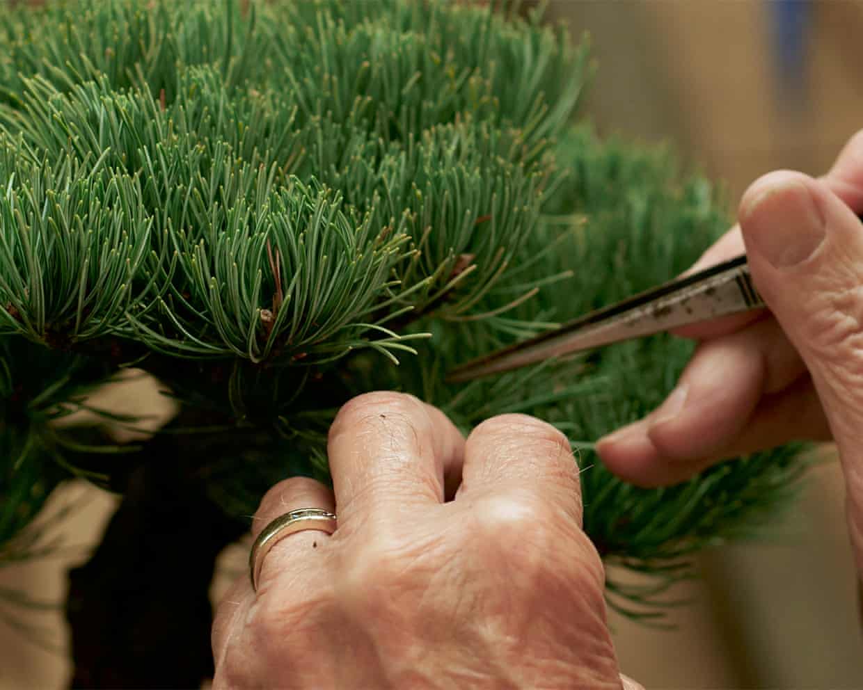 Explore Plant Connections in Jesse McLean’s New Documentary