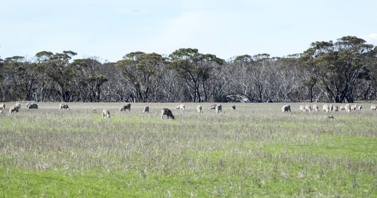 Land Values Set for Growth in 2026, Driven by Family Farmers