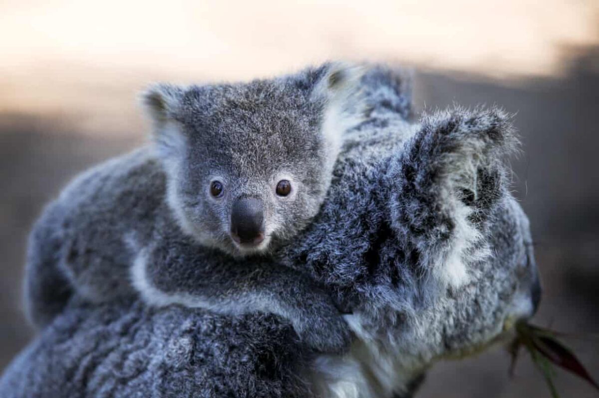 NSW Koala Population Estimate Reveals Surprising New Figures