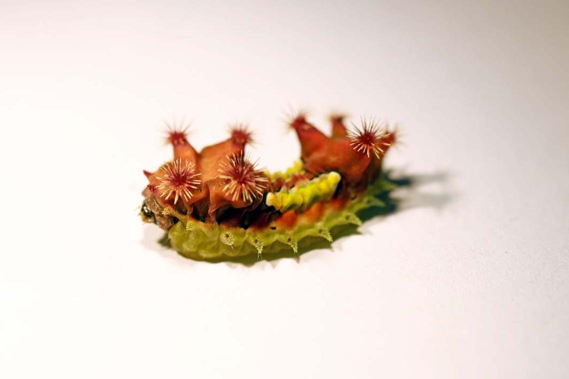 Researchers Decode Venom of Queensland's Mottled Cup Moth