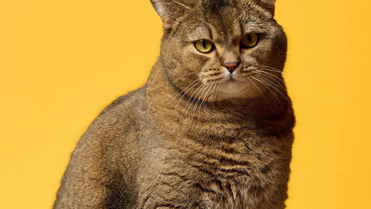 Roman Legions Brought Cats to Britain, New Study Confirms