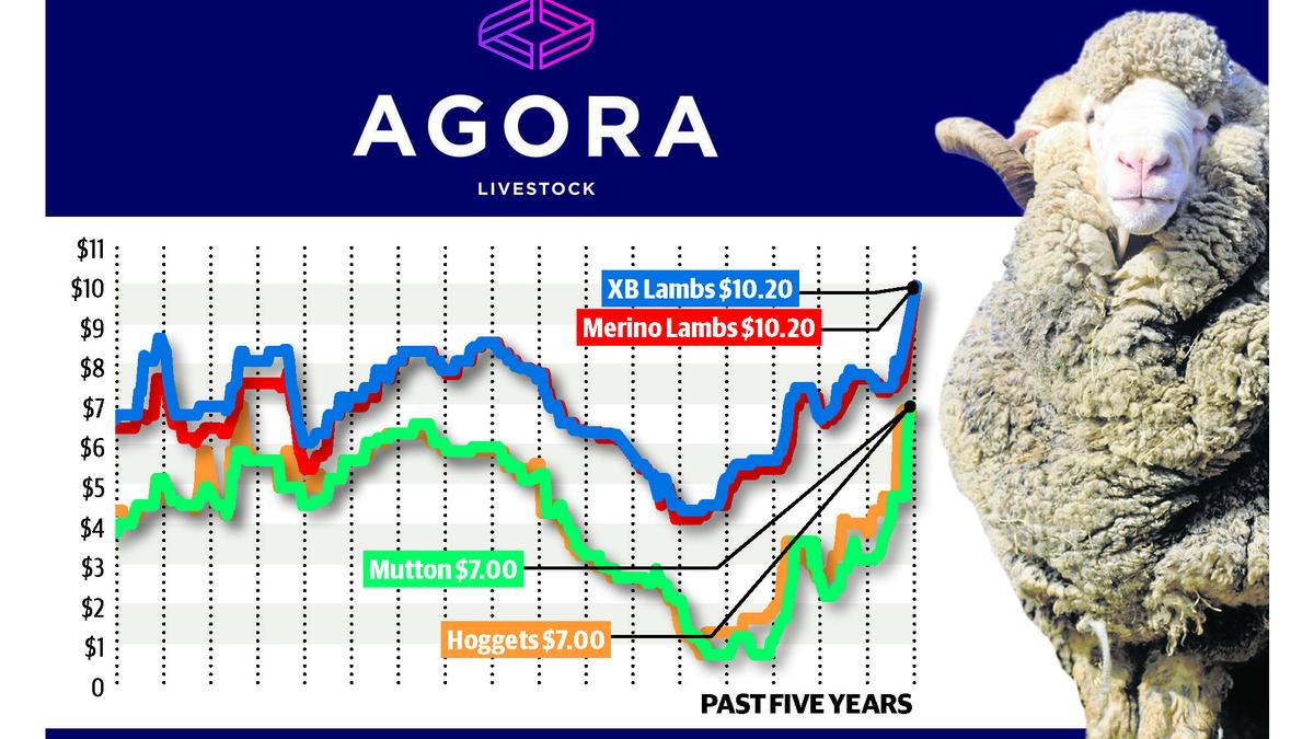 Structural Changes Reshape Western Australia’s Sheep Sector