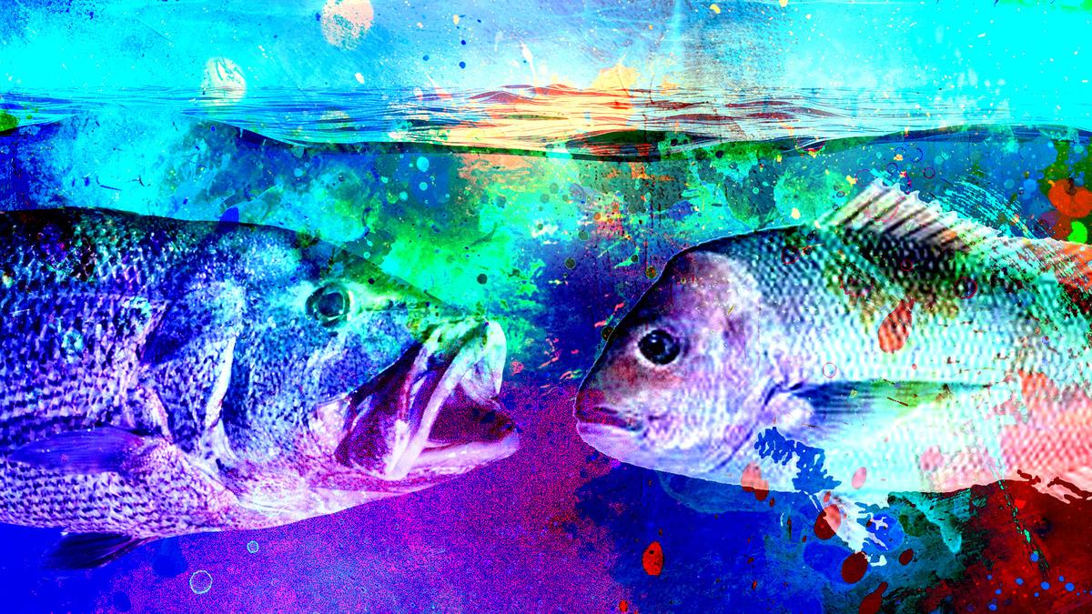 WA Government's Fishing Policy Sparks Controversy Over Dhufish