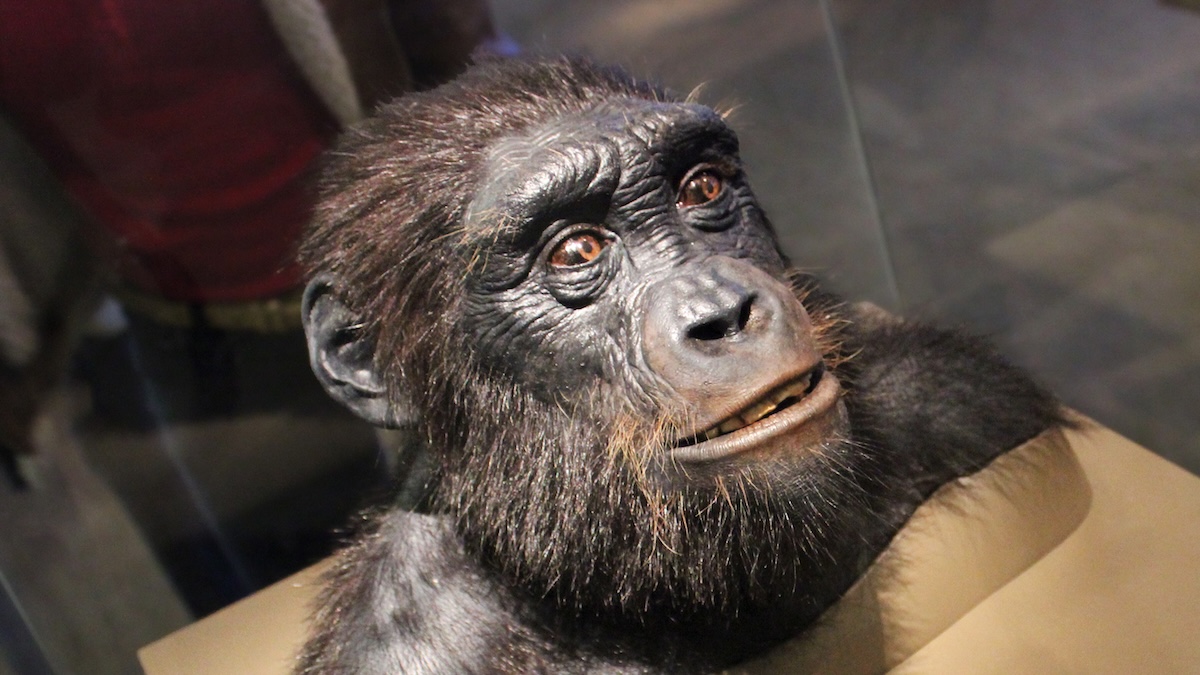 Scientists Confirm Ancient Ancestor Walked on Two Legs