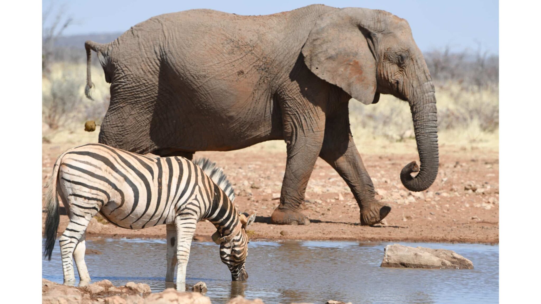 Study Reveals Environmental Impact on Gut Microbiome Evolution